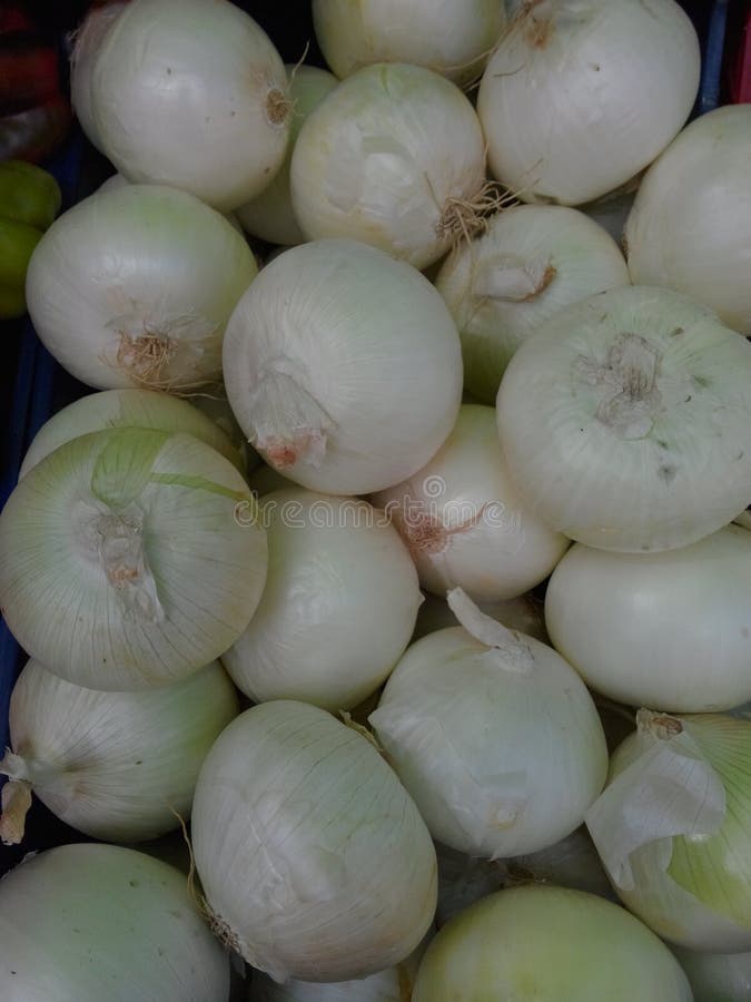 Witte ui op het tuinbed stock afbeelding. Image of groei - 42513459