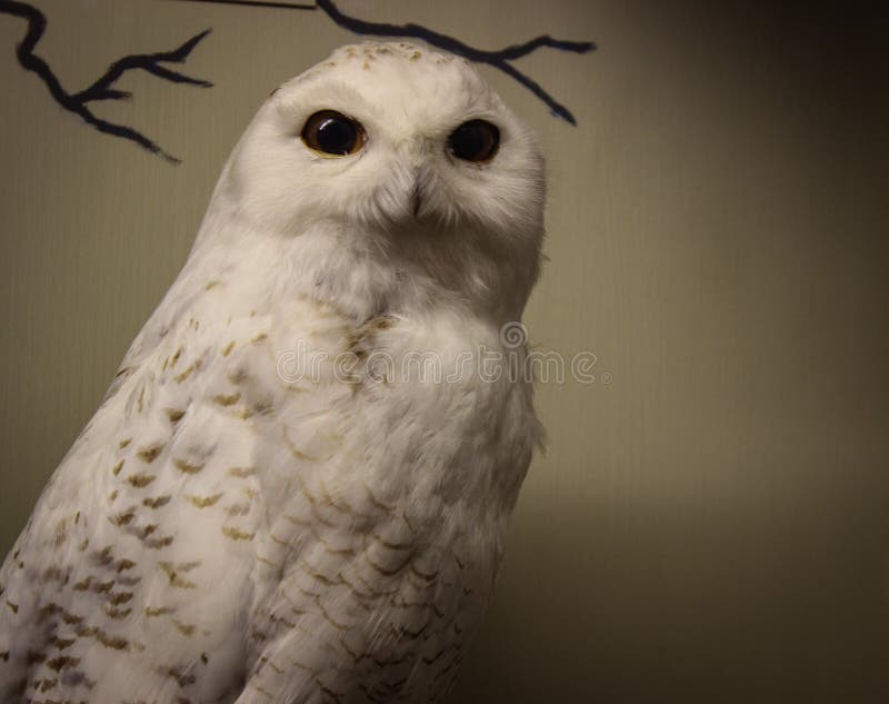 Witte uil stock afbeelding. Image of roofdier, fotografie - 103503223