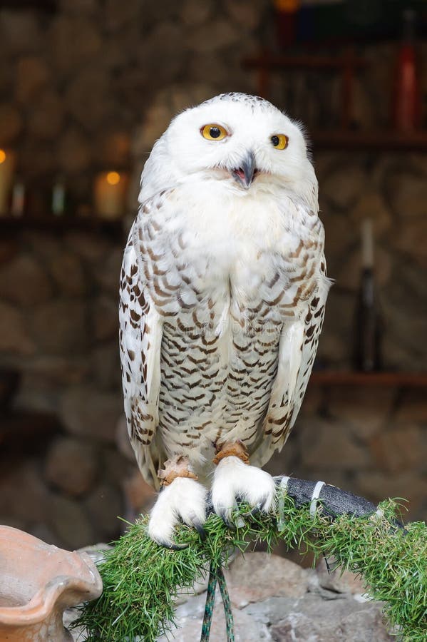 Witte uil stock foto. Image of portret, jongen, nachtelijk - 110567500