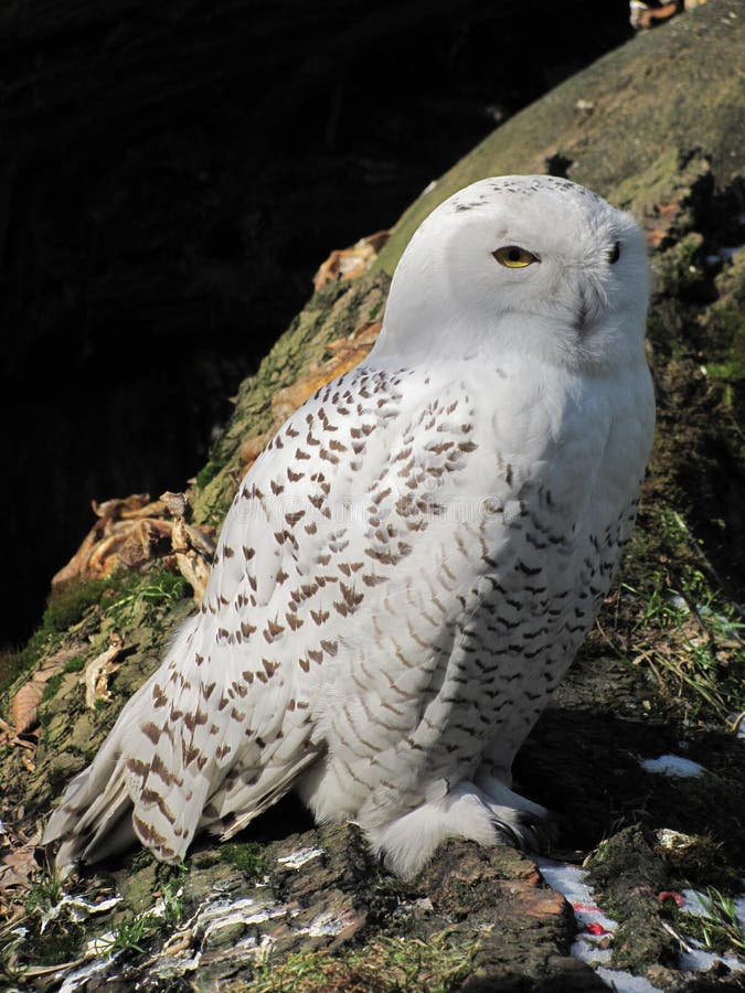 9,437 Een Zwarte Witte Uil de Foto's van de Voorraad - de Vrije ...
