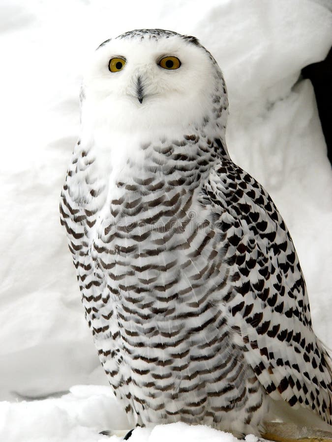 Witte uil stock afbeelding. Image of vlug, roofvogel, nachtelijk - 464801