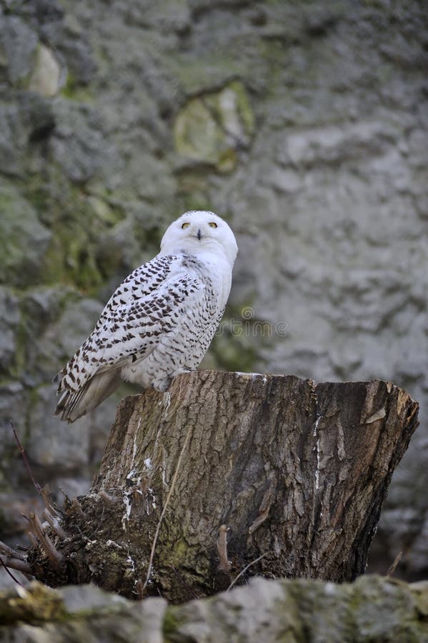 Sneeuw uil stock foto. Afbeelding bestaande uit wild, carnivoor - 4545210