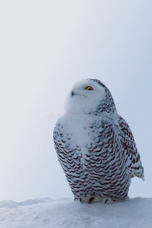 Witte Uil Met Gele Ogen Op Sneeuwachtergrond Stock Afbeelding - Image ...