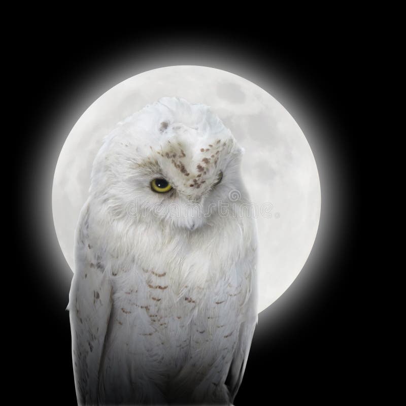 Witte Uil in Nacht Met Maan Stock Afbeelding - Image of halloween ...