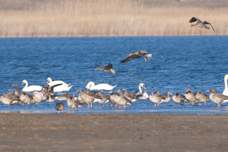 Witte uitgezien op Gans stock foto. Image of groep, dier - 29470714