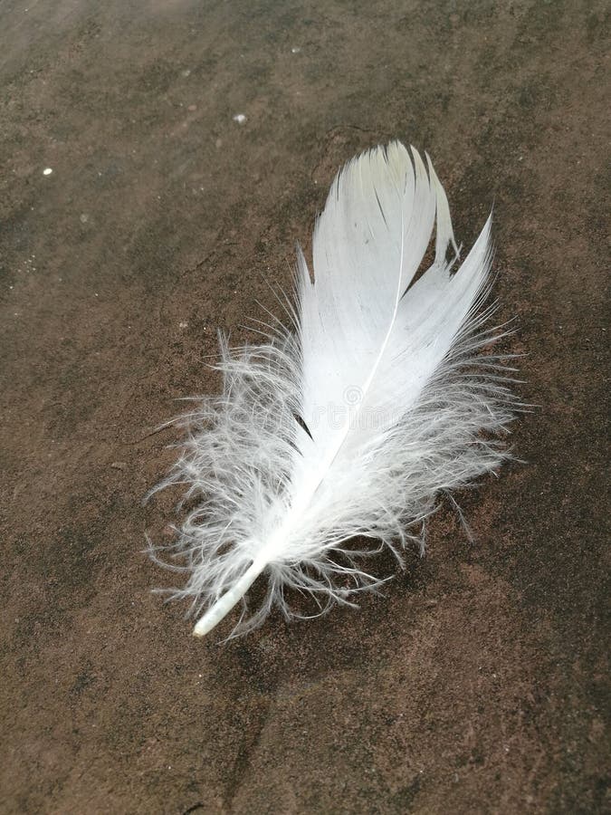 Witte veer stock foto. Image of ontwerp, oppervlakte - 100429028