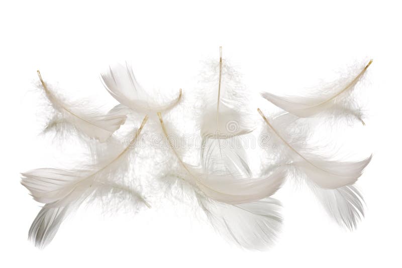 Witte veren stock afbeelding. Image of reeks, vogel, dier - 16824905 Witte veren stock afbeelding. Image of reeks, vogel, dier - 16824905