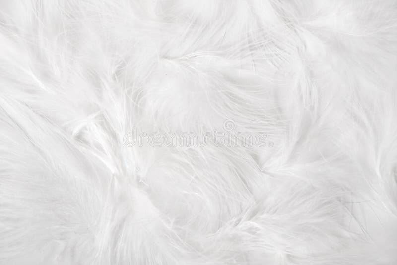 Witte veren stock afbeelding. Image of vakantie, pasen - 4375649 Witte veren stock afbeelding. Image of vakantie, pasen - 4375649