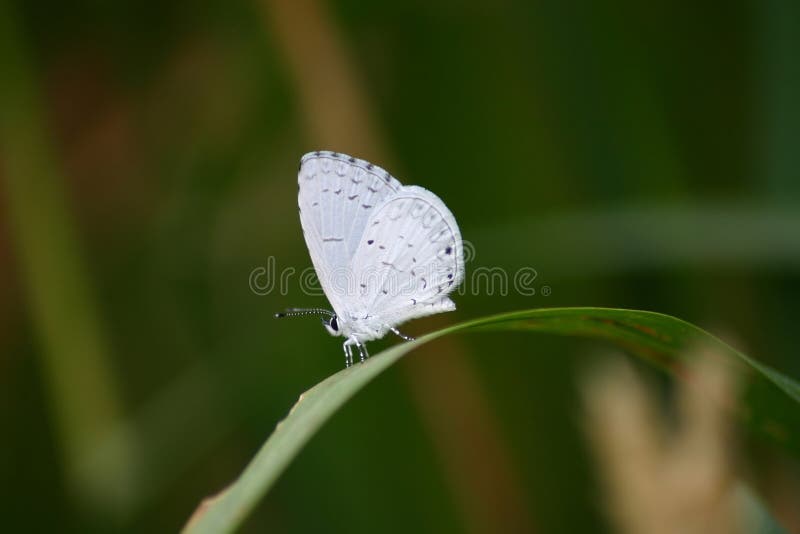 Grote witte vlinder stock foto. Image of groot, kool - 12888738