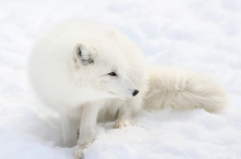 Witte vos stock afbeelding. Image of zoogdier, sneeuw - 72829375