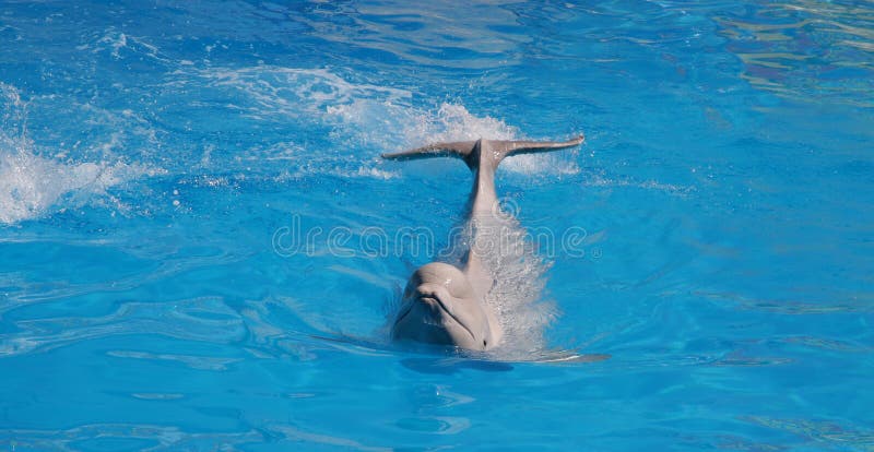 Witte walvis stock foto. Image of dolfijn, zoogdier, walvis - 11243876