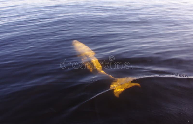 Witte walvis stock afbeelding. Image of walvis, dier - 11296921