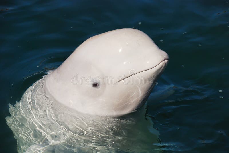 Witte Beluga Wal Die Direct Naar De Kijker Kijkt Stock Foto - Image of ...