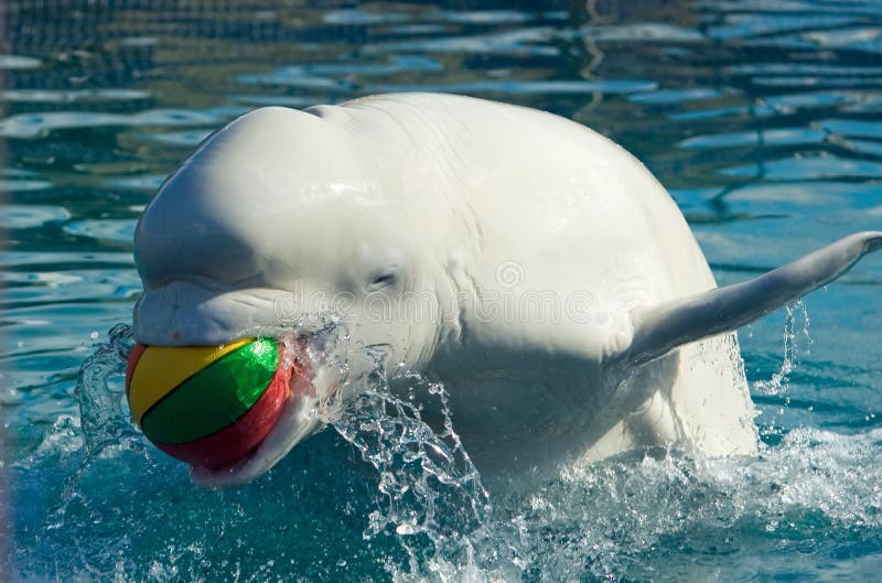 Witte walvis stock afbeelding. Image of focus, nadruk - 9165273