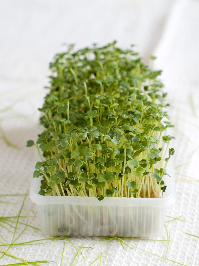 Witte waterkers stock foto. Image of tuinkers, gezond - 35738374