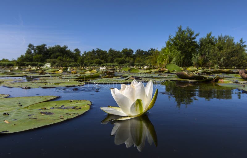 Witte Waterlelie, White Water-lily, Nymphaea Alba Stock Image - Image ...