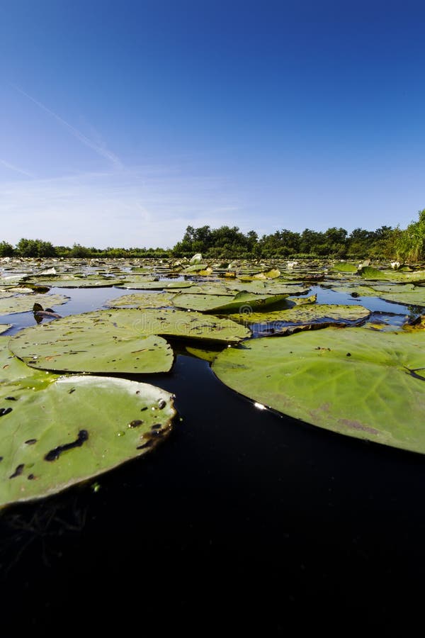 Witte Waterlelie, White Water-lily, Nymphaea Alba Stock Photo - Image ...