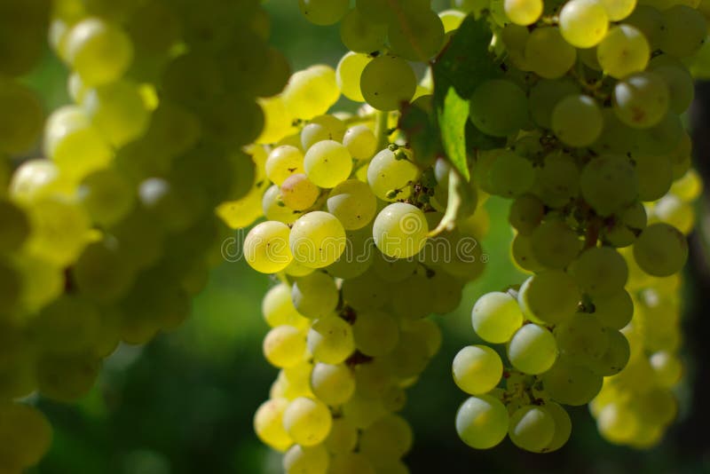 Witte wijndruif stock foto. Image of landbouwbedrijf, druiven - 3190690