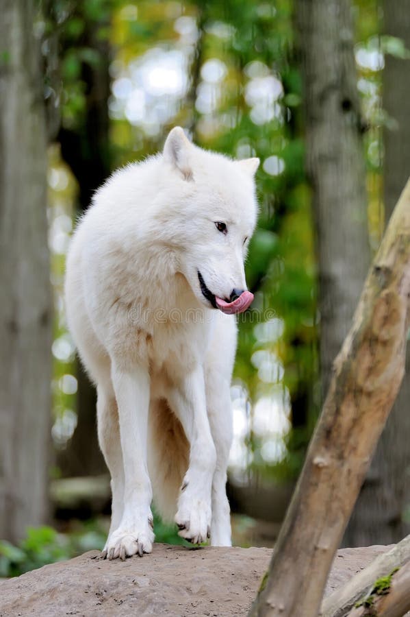 Witte wolf stock afbeelding. Image of zoogdier, geïsoleerd - 22379985