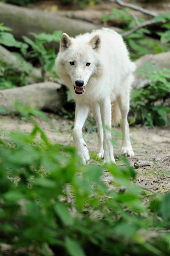 Witte wolf in bos stock foto. Image of jager, bont, observator - 22379988