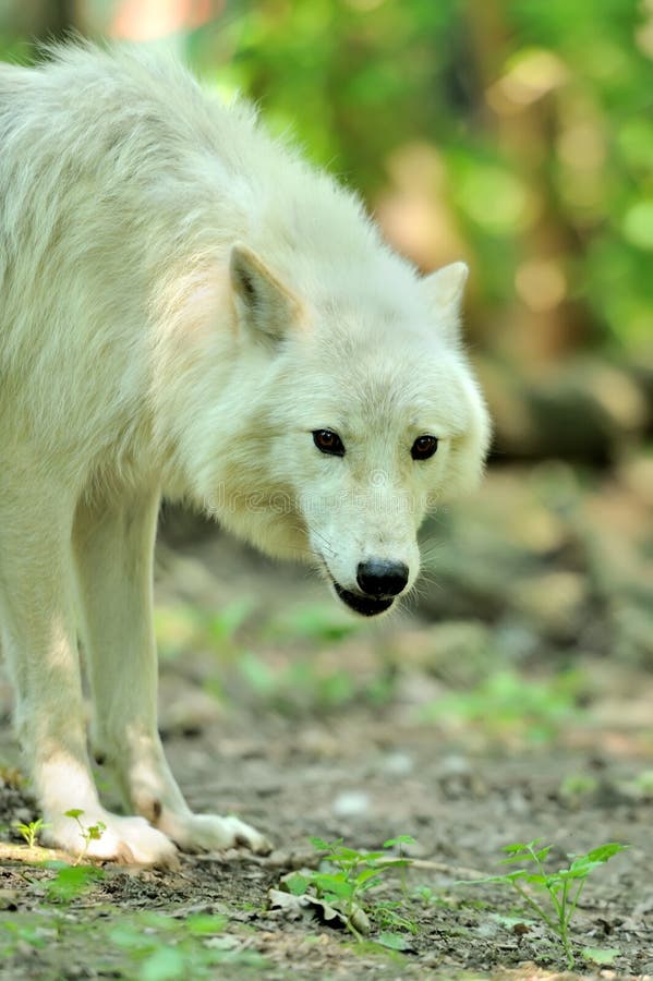 Witte Wolf stock afbeelding. Image of wolfszweer, nave - 25453517