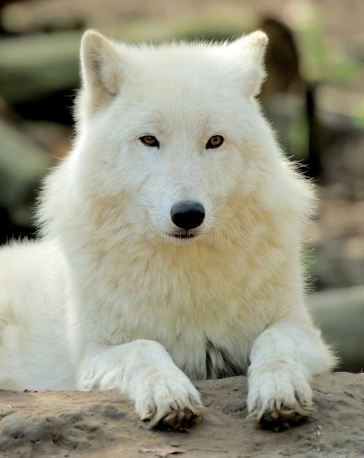 Witte wolf stock foto. Image of canis, bedreigd, zoogdier - 30955062