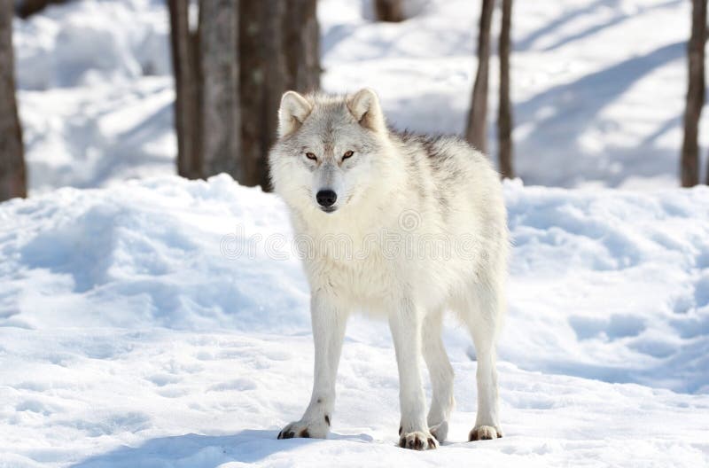 Witte wolf in sneeuw stock afbeelding. Image of winter - 30875845