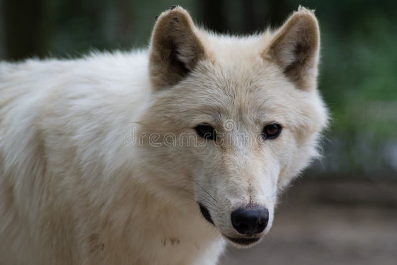 Witte Wolf stock foto. Image of portret, honds, mooi - 76811430