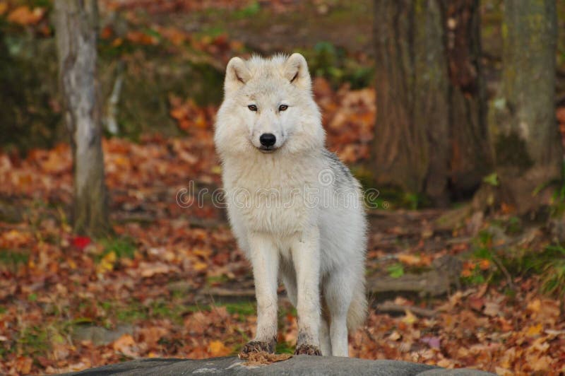 Witte Wolf stock foto. Image of staring, wildernis, bomen - 91760986