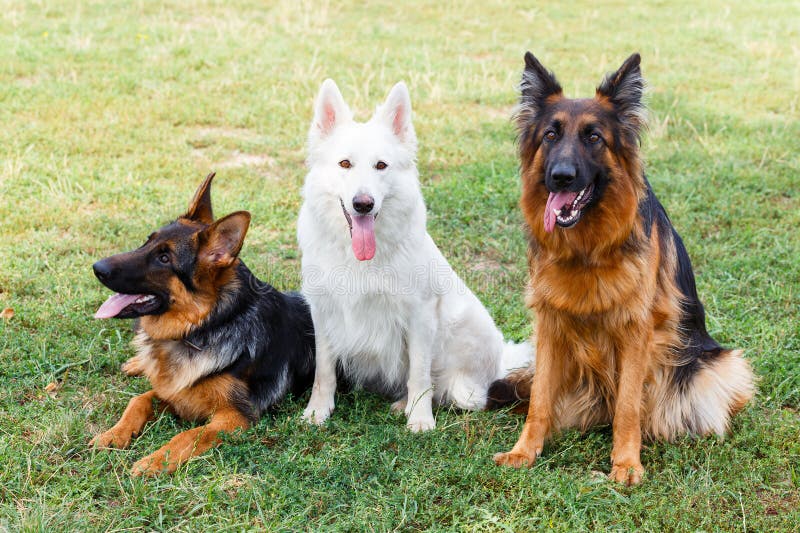 Witte Zwitser En Duitse Herders Stock Foto - Image of emotie, portret ...