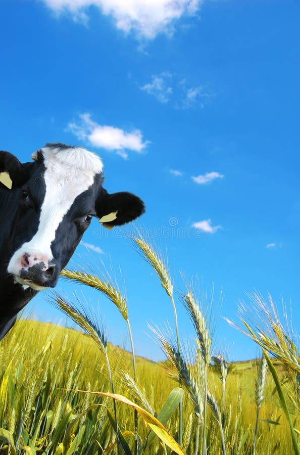 Witty Cow, Dairy Cow with Prairie As Background Stock Image - Image of ...