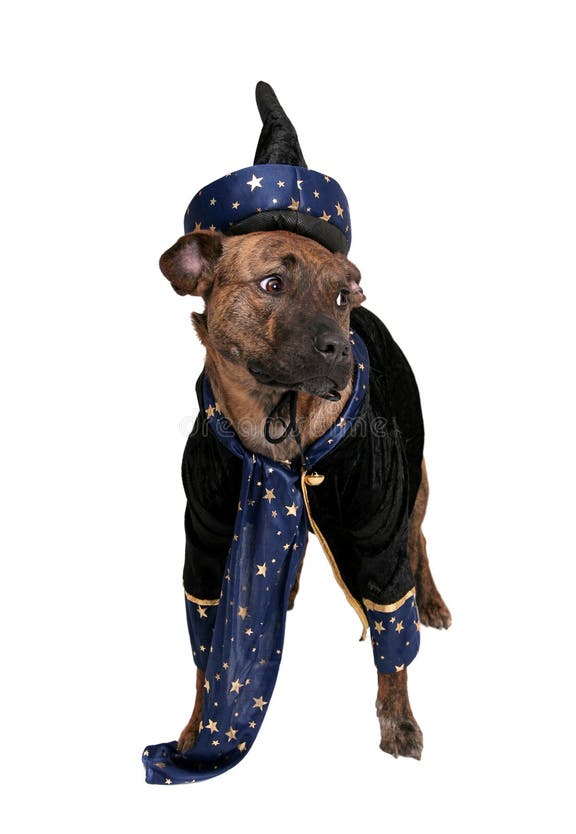 Wizard dog stock photo. Image of face, breed, friend, black - 9656872