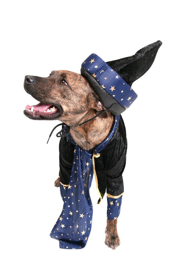 Wizard dog stock image. Image of breeds, cute, animal - 9726861