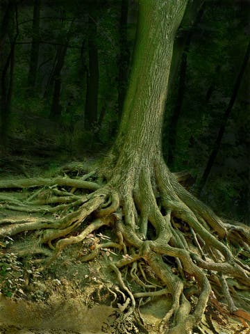 Wizard tree with roots stock photo. Image of tree, ancient - 1323600
