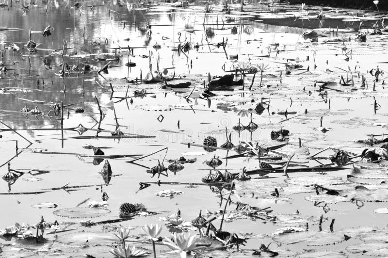 Wizen lotus pond stock image. Image of blooming, decaying - 22567627