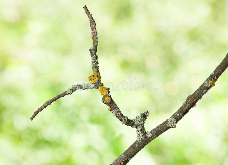 Wizen twig stock photo. Image of bough, branch, rind - 83939802