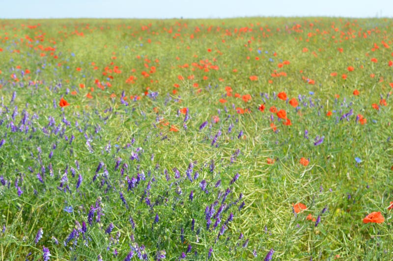 Wlid field stock photo. Image of field, ecology, june - 94141552