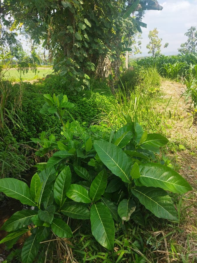 Wlid Tree Stock Photos - Free & Royalty-Free Stock Photos from Dreamstime