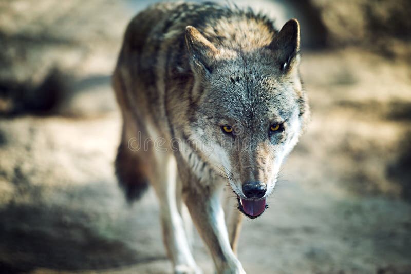 The Wlof stock image. Image of wildlife, grey, hungry - 38994667