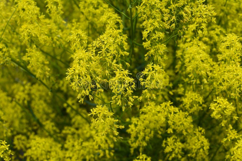 Woad in Flower Isatis Tinctoria Known Also As Dyer`s Woad or Glastum ...