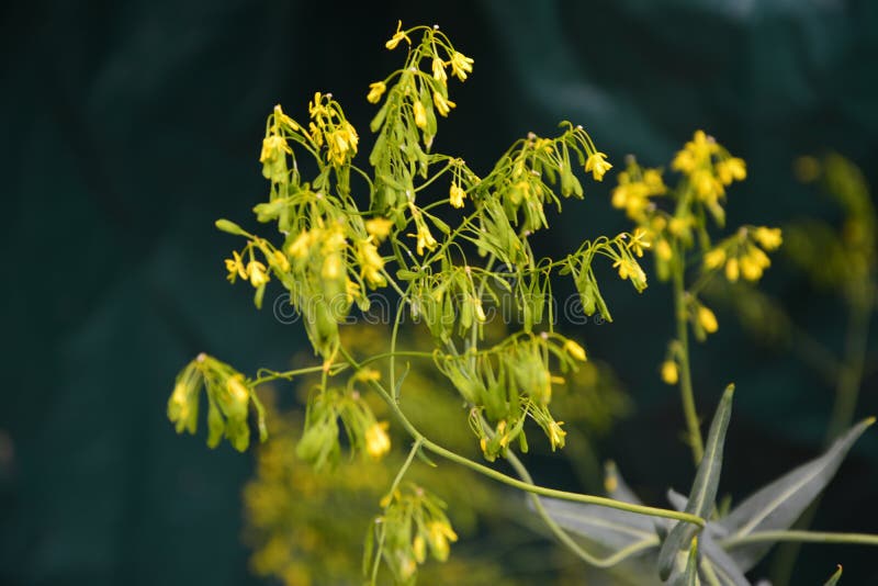Woad in Flower Isatis Tinctoria Known Also As Dyer`s Woad or Glastum ...