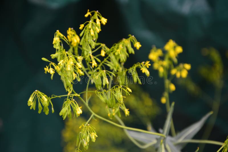 Woad in Flower Isatis Tinctoria Known Also As Dyer`s Woad or Glastum ...