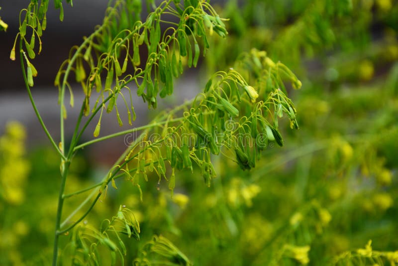 Woad in Flower Isatis Tinctoria Known Also As Dyer`s Woad or Glastum ...
