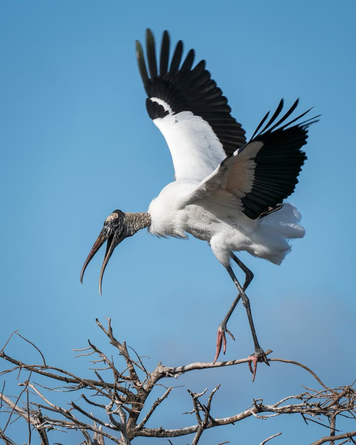 Wood Stork stock image. Image of large, black, florida - 113802017