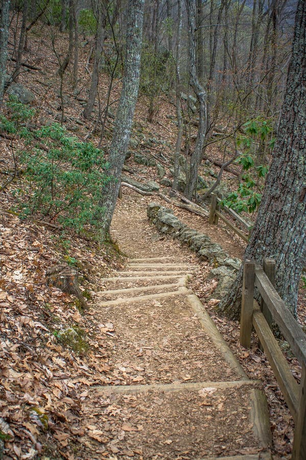 Wodden Steps Forest Path Stock Photos - Free & Royalty-Free Stock ...