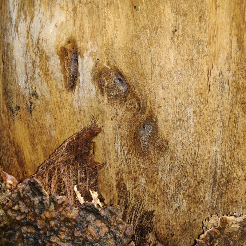 Wodden Surface : Natural Identity Stock Photo - Image of painting ...