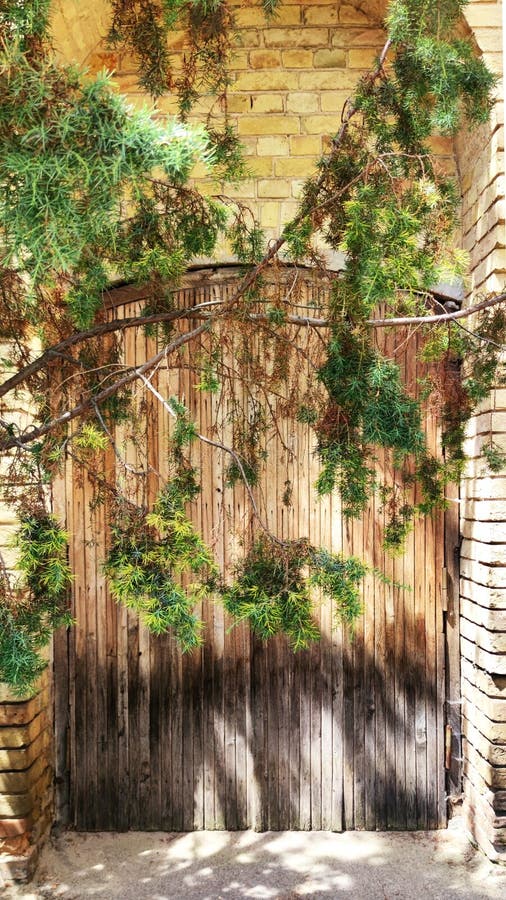 Woden old door stock image. Image of wood, wall, backyard - 223409429