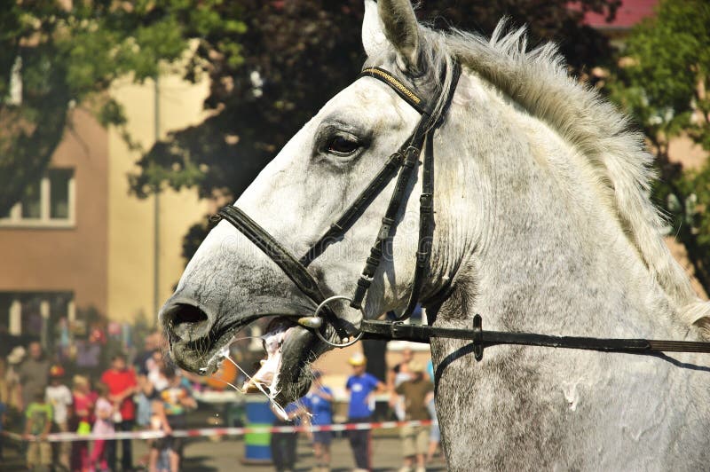 Woedend paard. stock foto. Image of mondstuk, invloed - 38740618