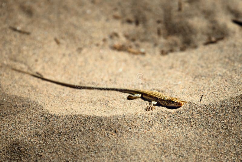Woestijnhoornhagedis in Valley of Fire Stock Afbeelding - Image of ...