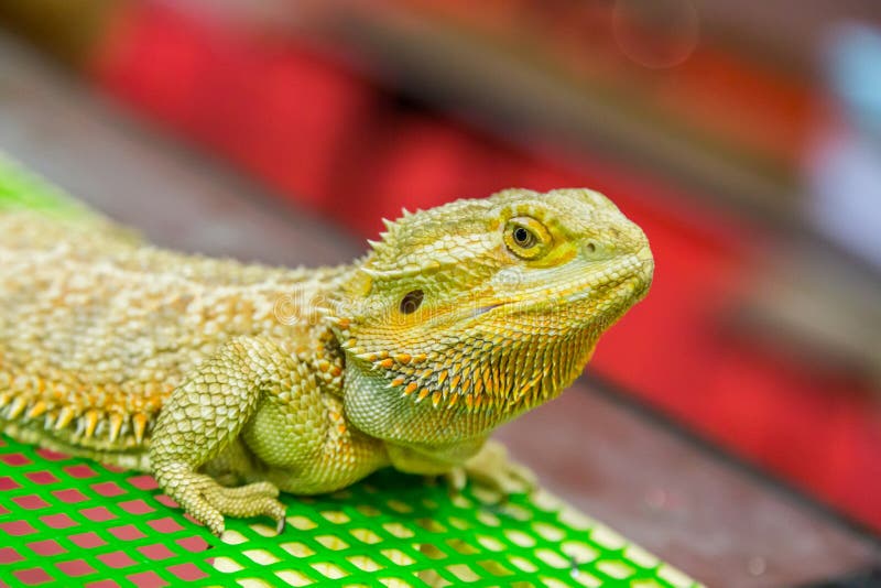 Het Kameleon Van De Woestijn Stock Foto - Image of reptiel, camouflage ...